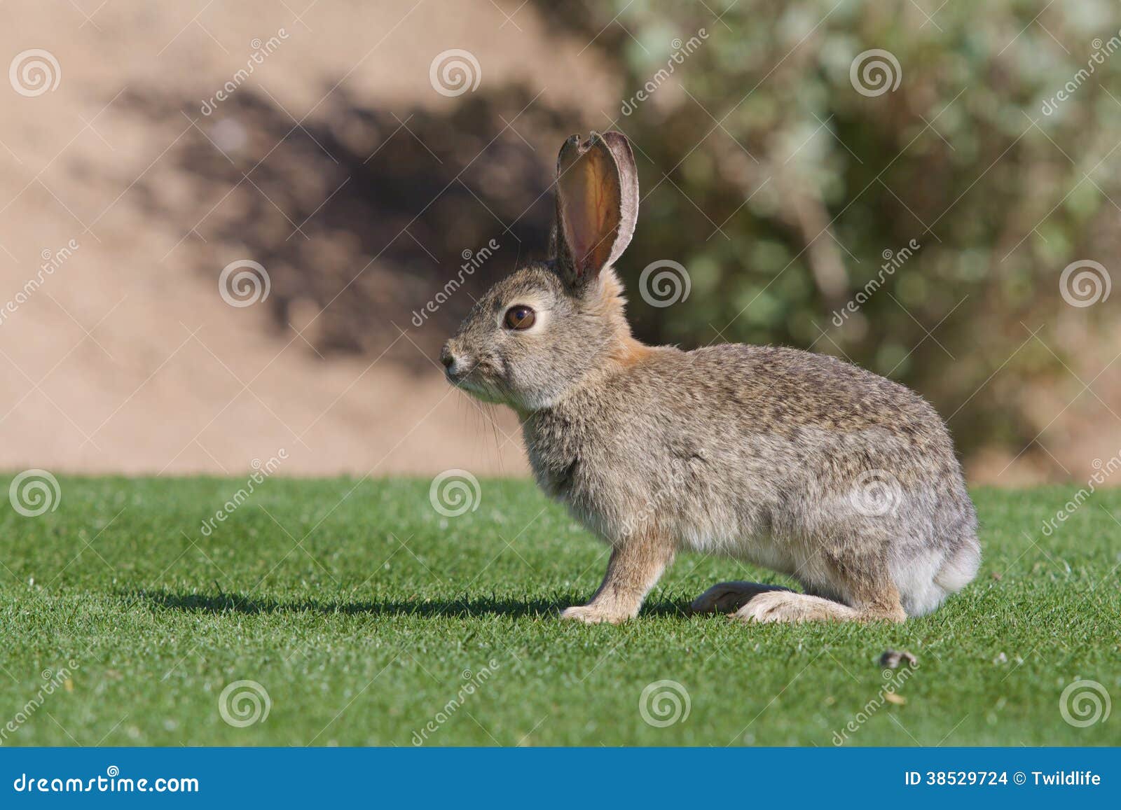Cute Desert Cottontail Rabbit Stock Photo - Image of outdoors, desert ...