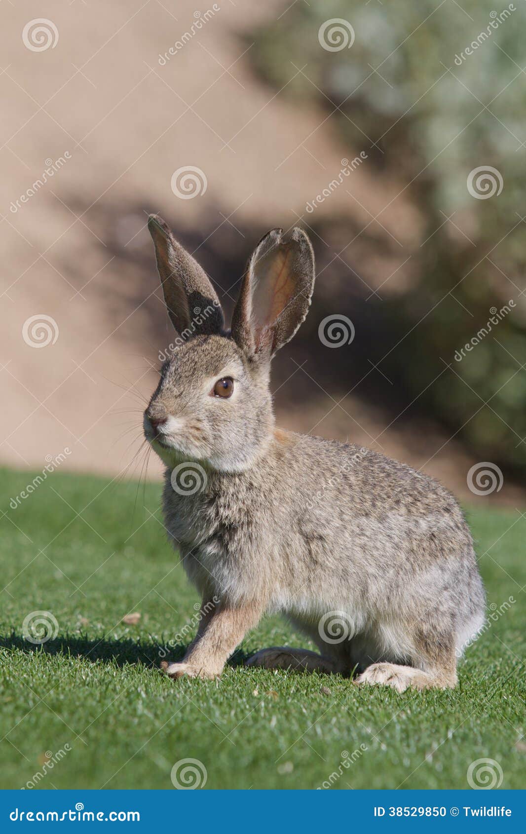 Cute Desert Cottontail stock photo. Image of desert, rabbit - 38529850