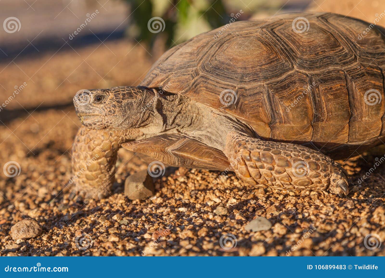 Cute Desert Tortoise in Arizona Stock Image - Image of tortoise, nature ...