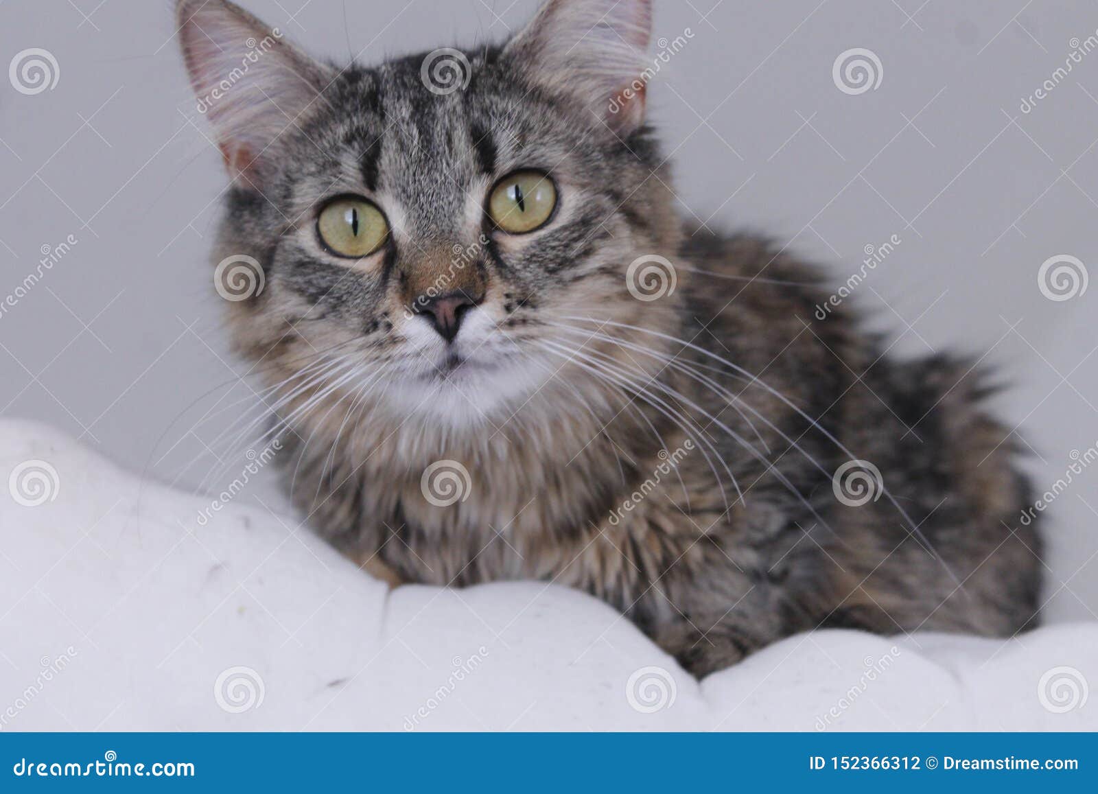 Cute Devil Cat stock photo. Image of republicnigcutedevilcatn - 152366312