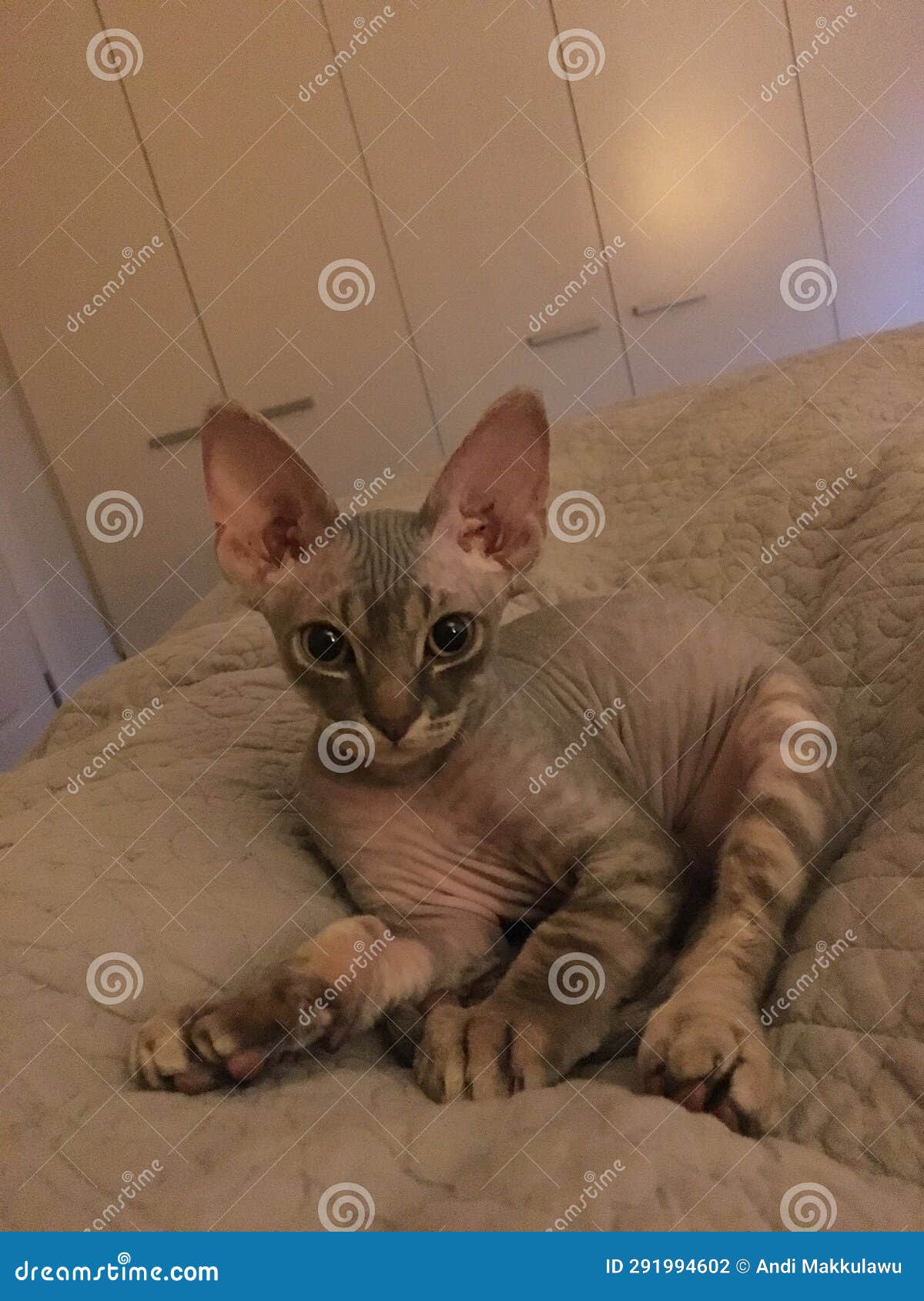 Cute Devon Rex Kitten stock photo. Image of puppy, nose - 291994602