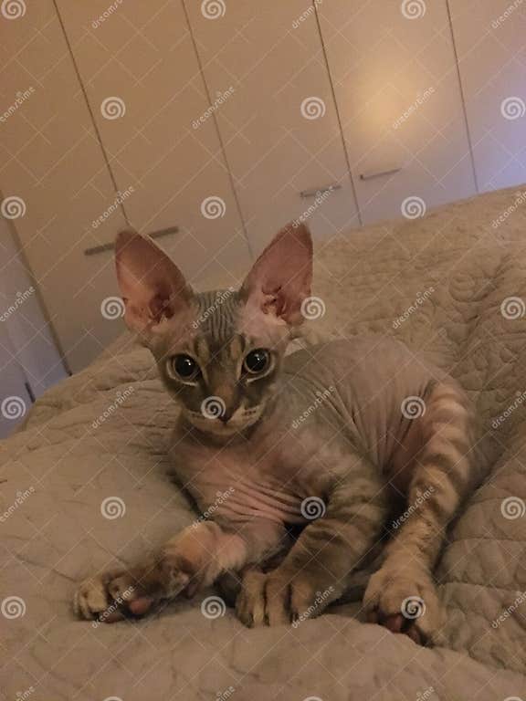 Cute Devon Rex Kitten stock photo. Image of puppy, nose - 291994602