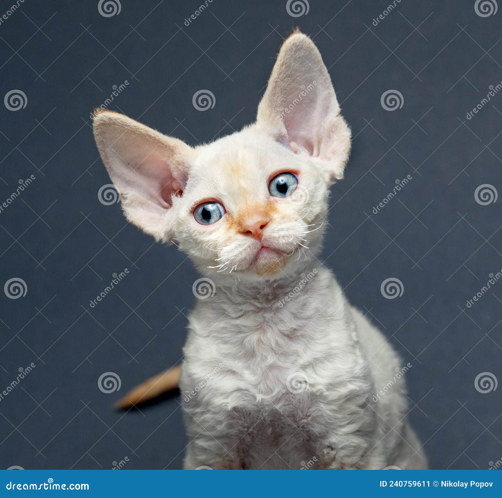 Cute devon rex kittens stock image. Image of face, pussycat - 240759611