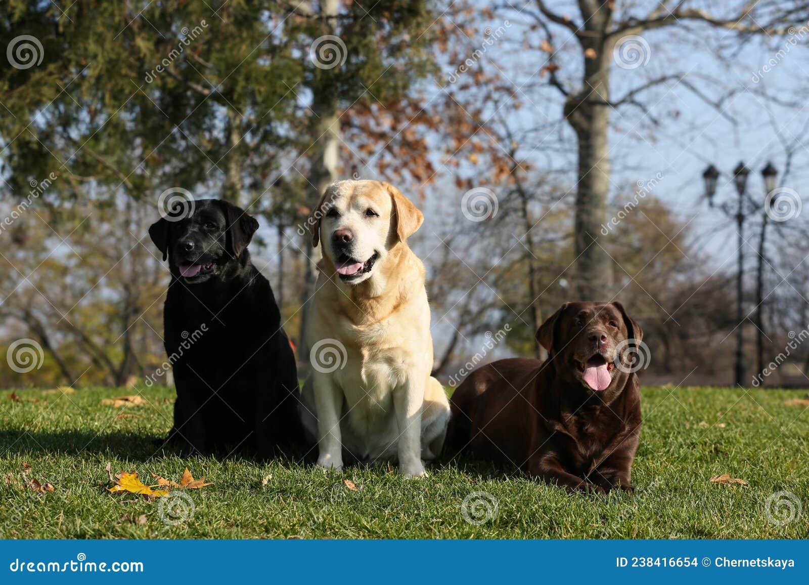 Cute Different Labradors in Park on Sunny Day Stock Photo - Image of ...