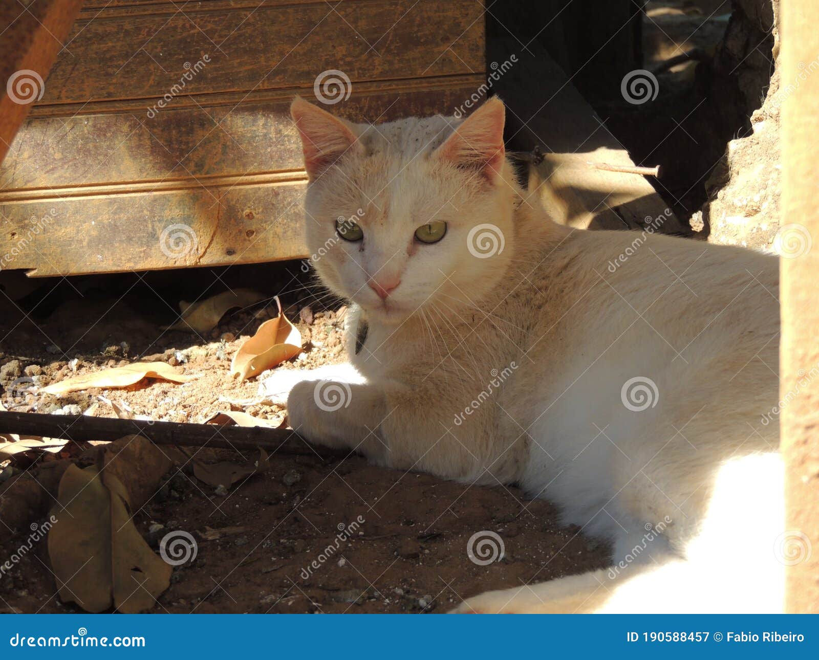 A Cute and Dirty Dirt Kitten in the Yard Stock Image - Image of cute ...