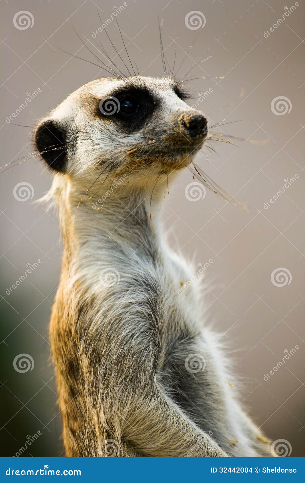 Cute Dirty Mouth Meerkat Staring Stock Photo - Image of cute, mongoose ...