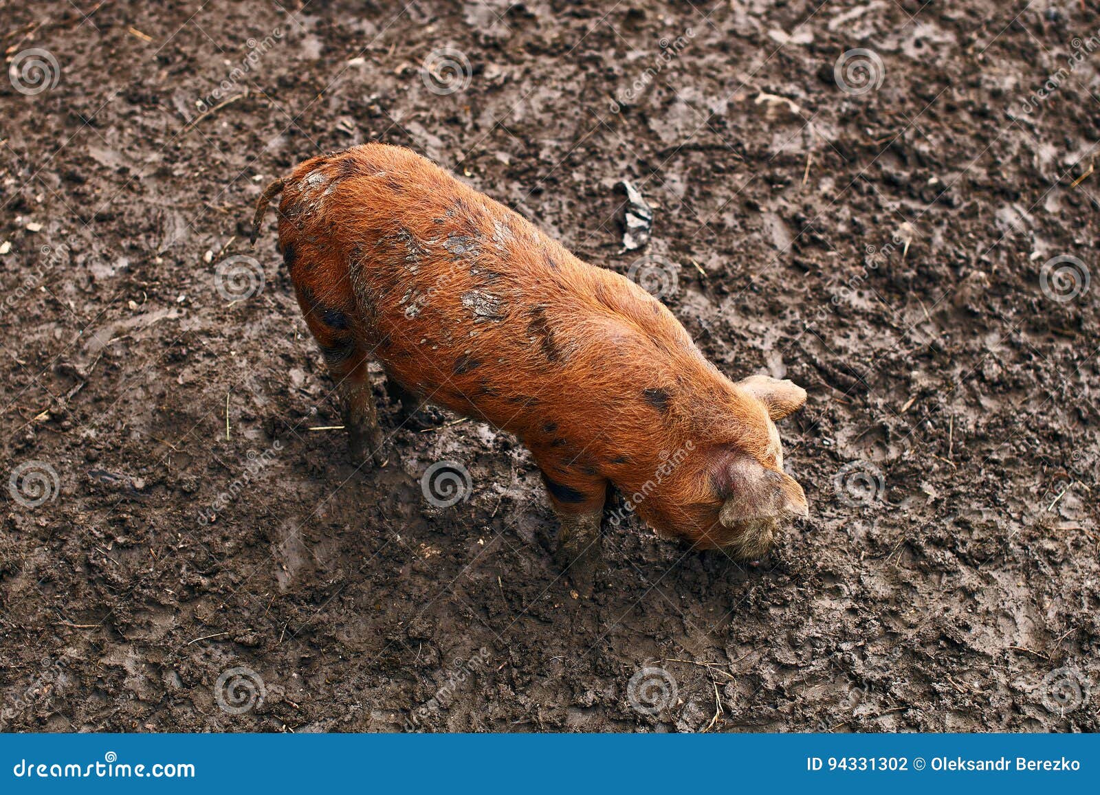 Cute Dirty Piglets on the Farm Stock Photo - Image of lifestyle ...