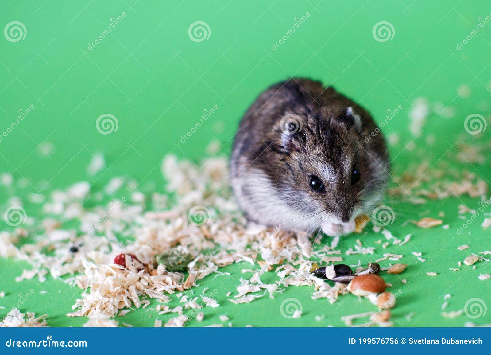 A Cute Djungarian Dwarf Hamster Eats Dry Grain Feed. Isolated on Green ...