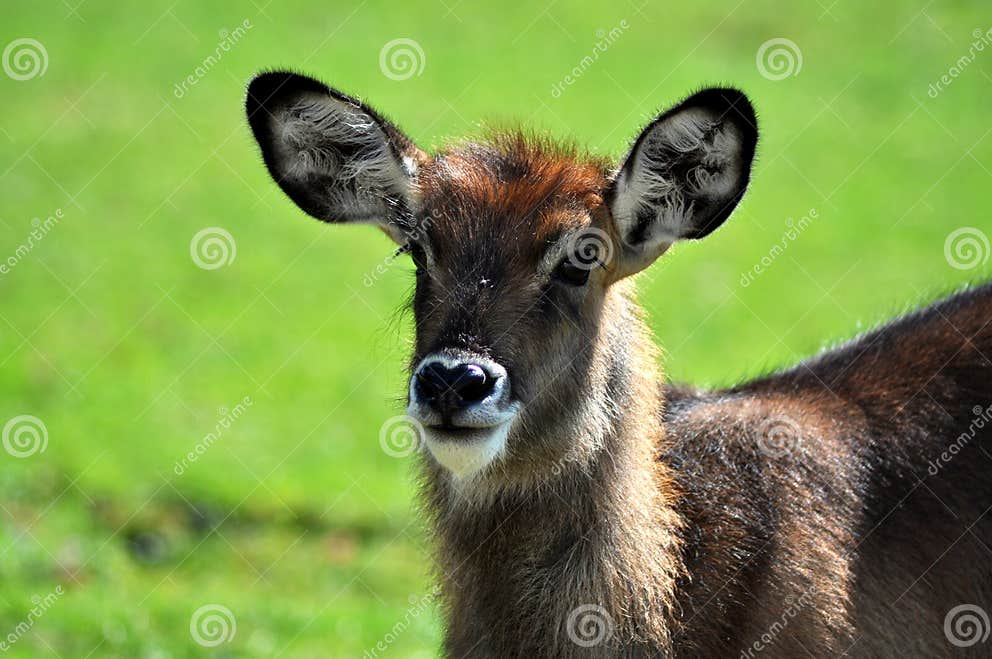 Cute doe stock image. Image of young, forest, green, brown - 36918335