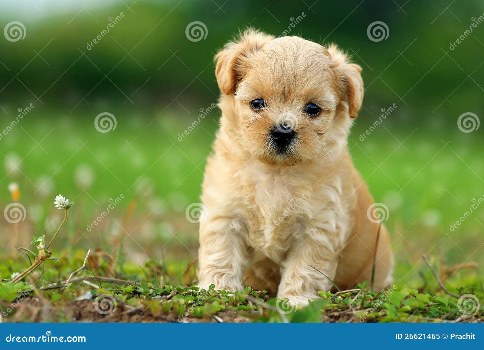 Cute Dog Royalty Free Stock Photo - Image: 26621465