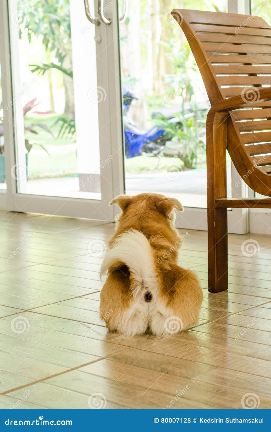 Cute dog from the backside stock photo. Image of expression - 80007128