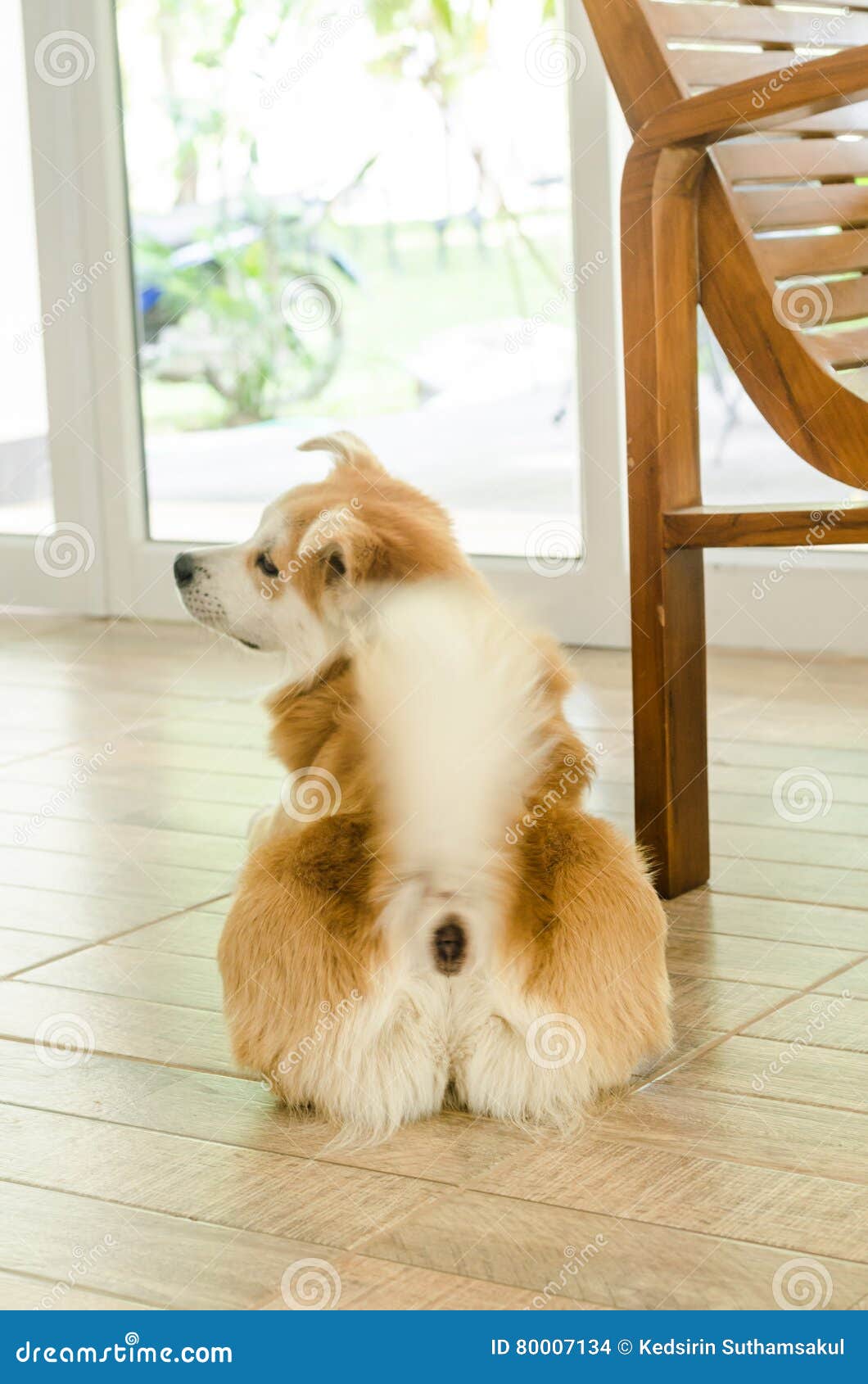Cute dog from the backside stock photo. Image of face - 80007134
