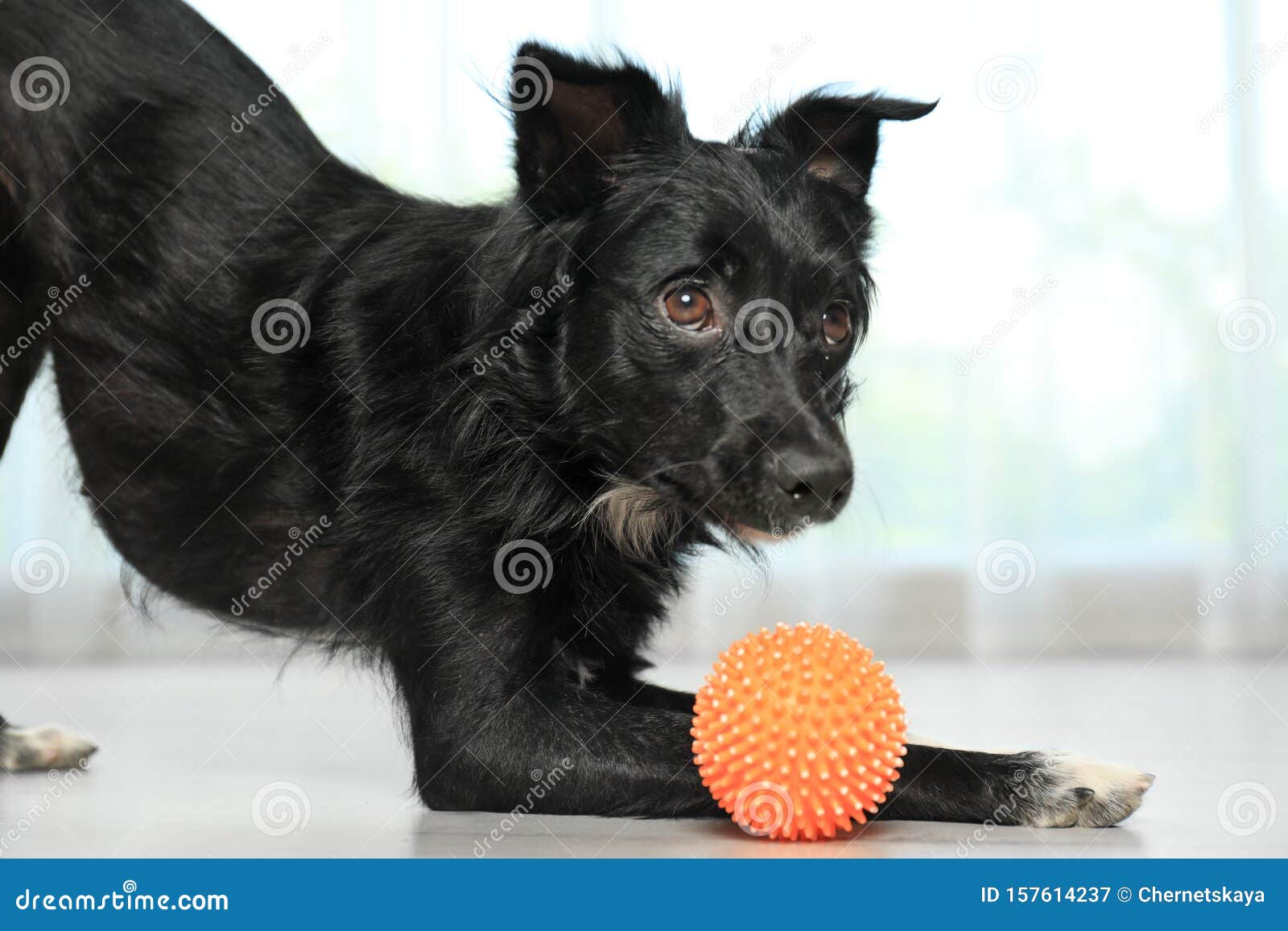 Cute Dog with Ball on Floor Stock Image - Image of alone, animal: 157614237