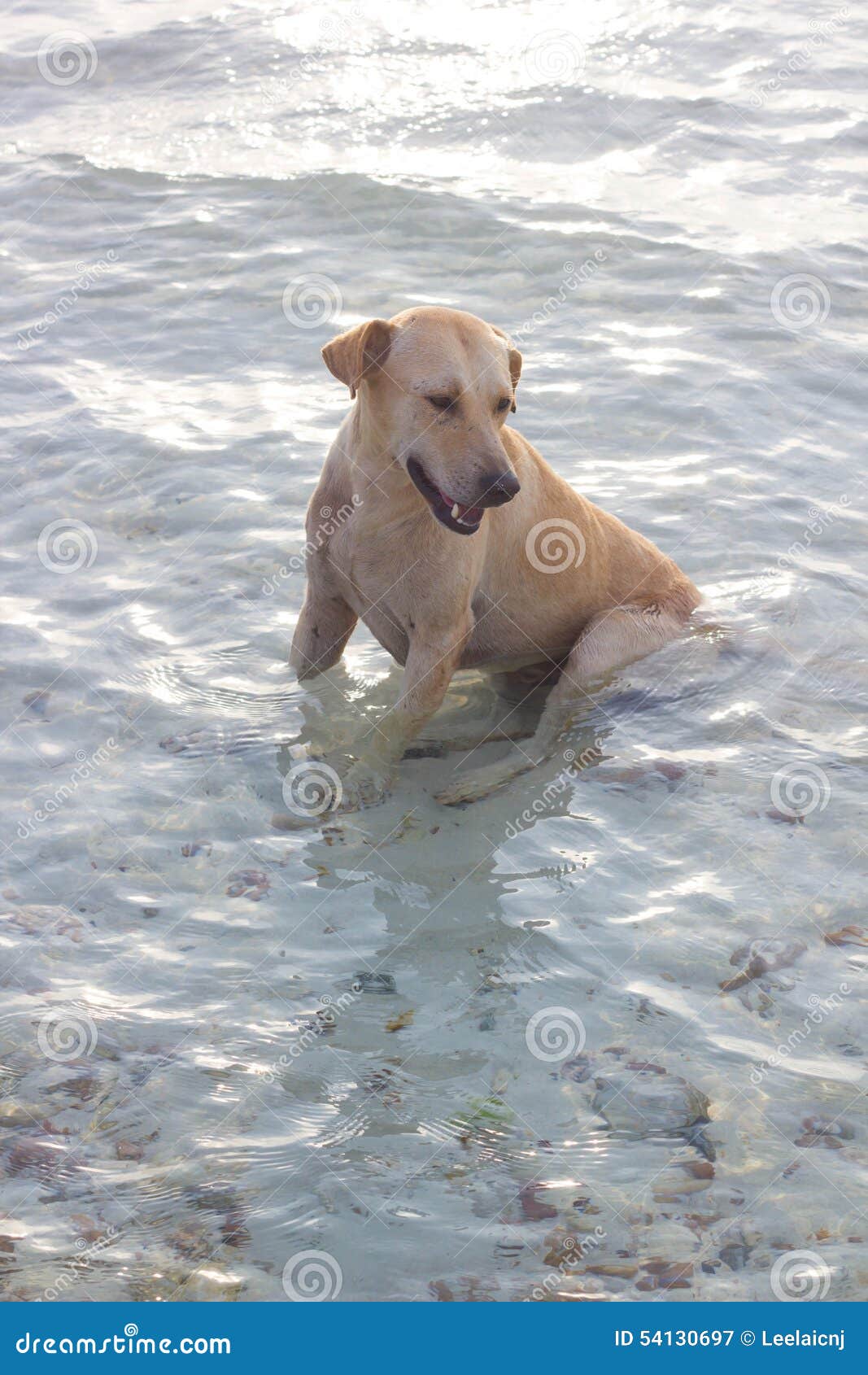Cute dog on the beach stock image. Image of cute, swimming - 54130697