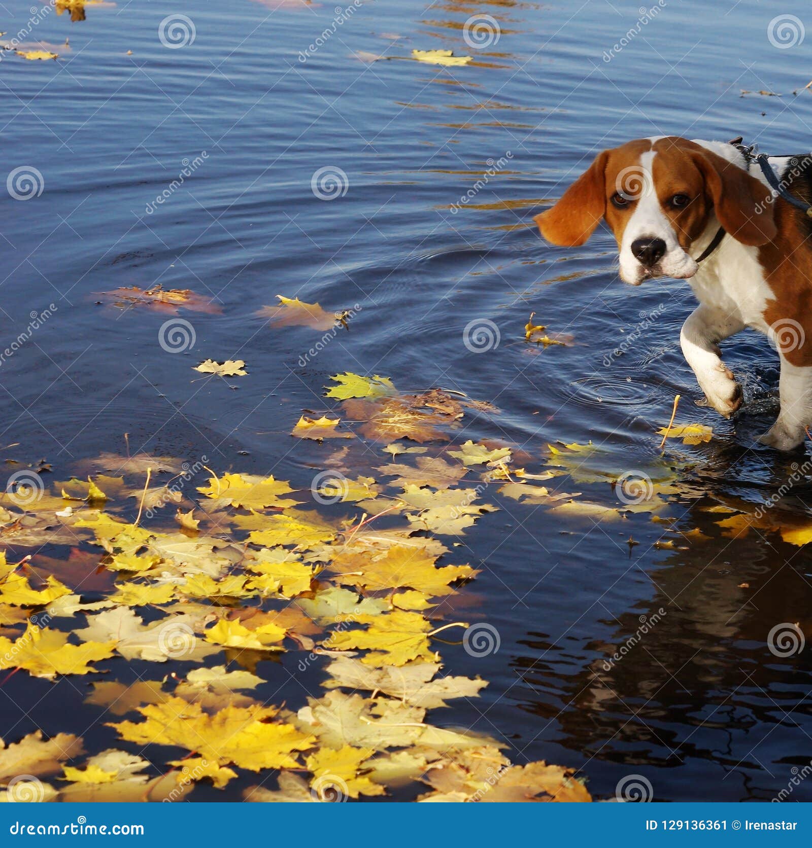 Cute Dog Beagle in a Puddle with Autumn Leaves Stock Image - Image of ...