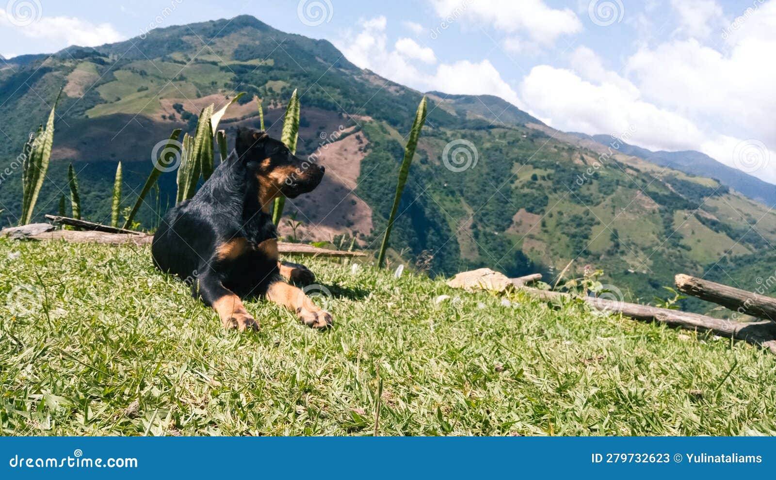 A Cute Dog and Beautiful Scenery Stock Image - Image of nice, beautiful ...