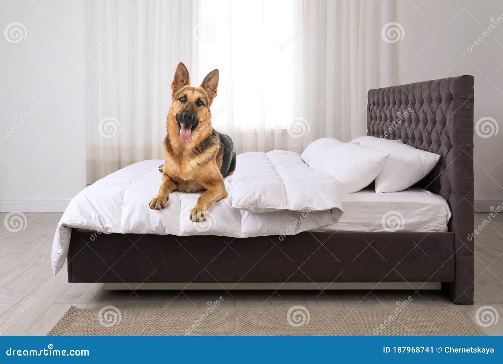 Dog on Bed in Room. Pet Friendly Hotel Stock Image - Image of interior ...
