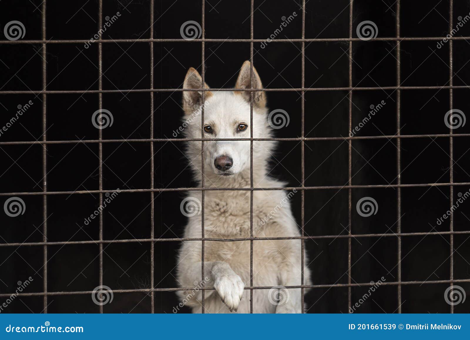 Cute Dog Behind Bars. Puppy Locked in the Cage Stock Image - Image of ...