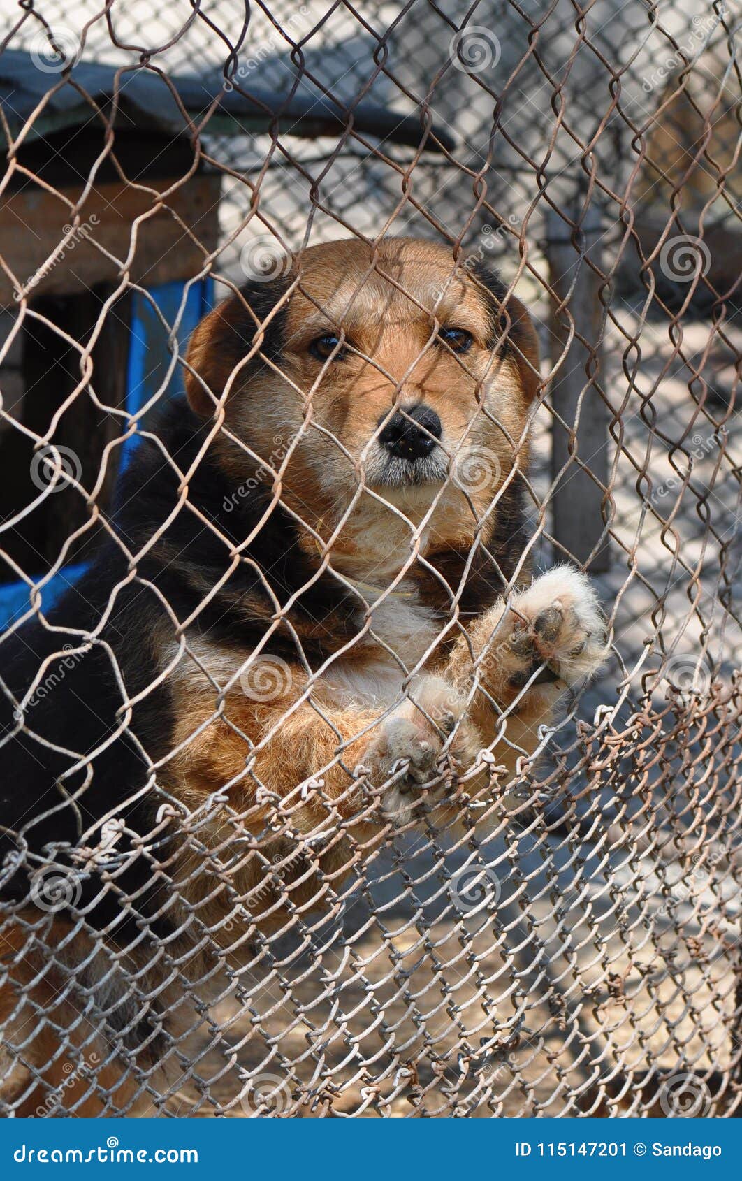 Dog behind fence stock image. Image of eyes, face, depression - 115147201