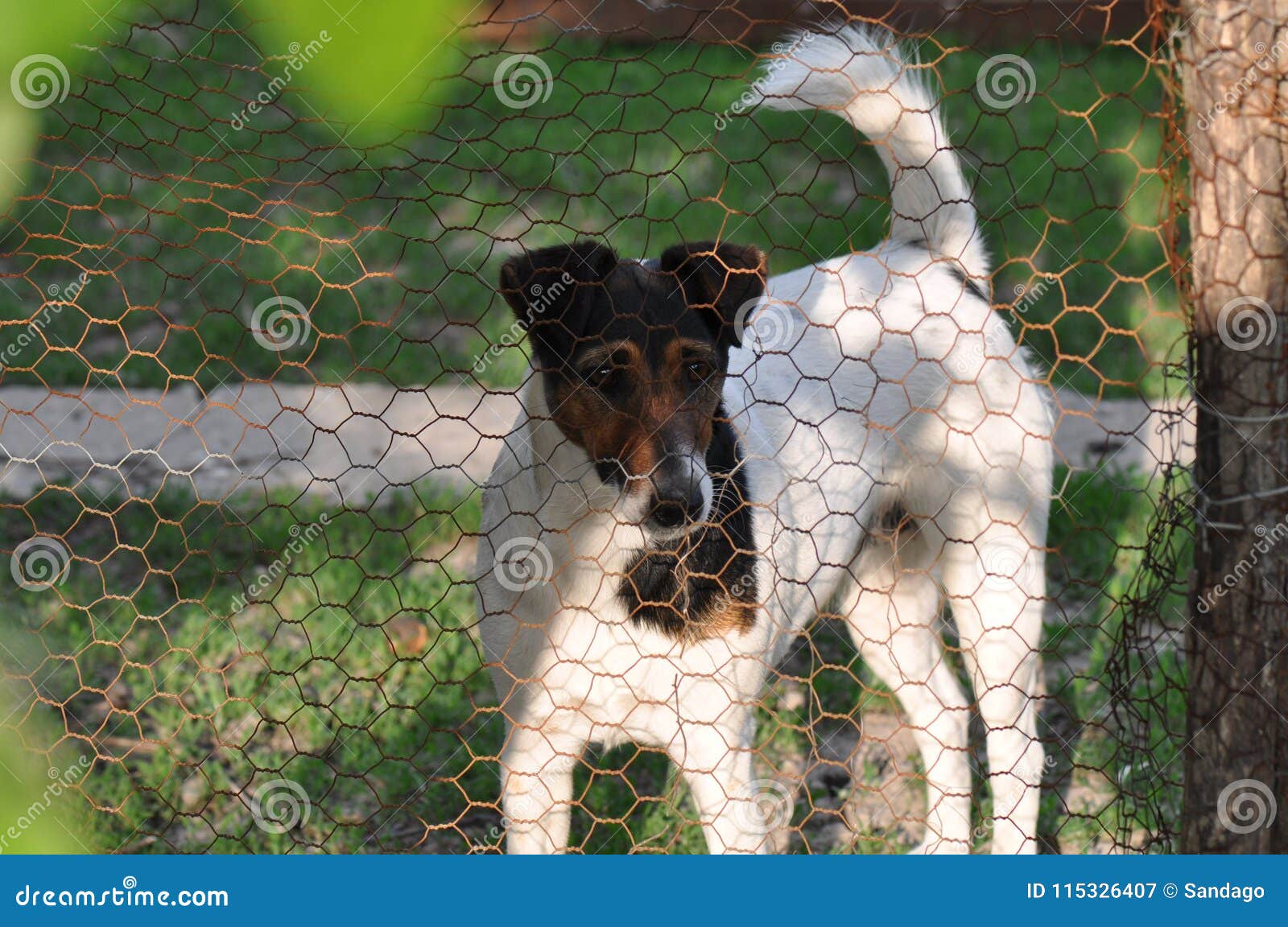 Dog behind fence stock image. Image of cute, caged, carnivore - 115326407