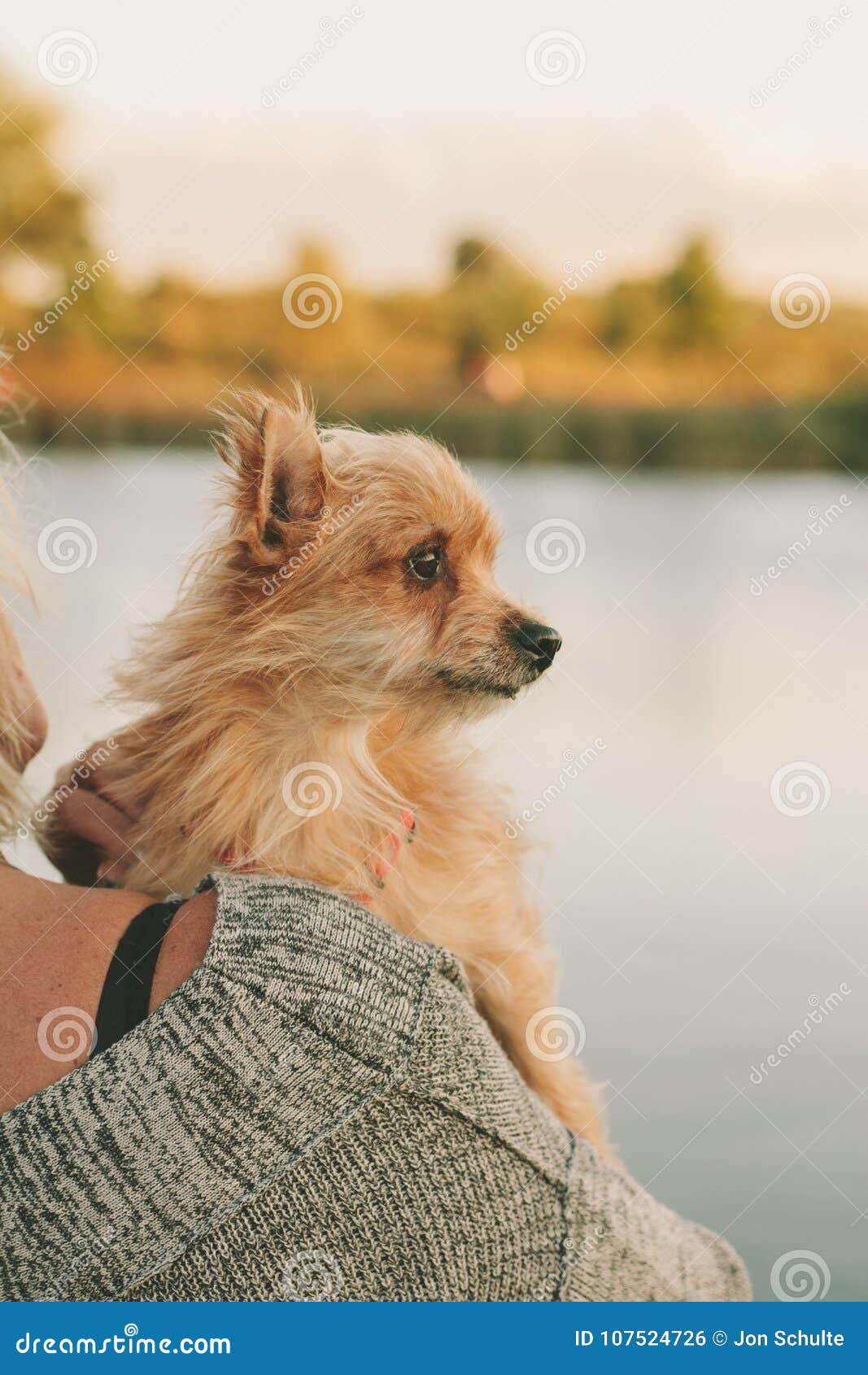 A Cute Dog Being Held by Owner Stock Photo - Image of purebred ...