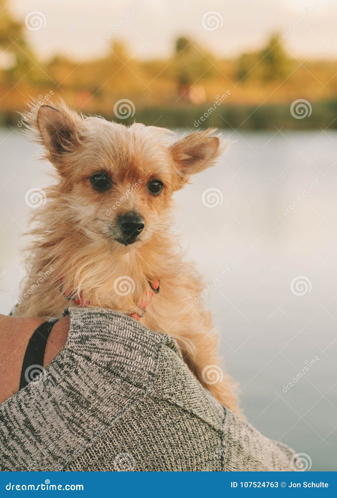A Cute Dog Being Held by Owner Stock Image - Image of animals, animal ...