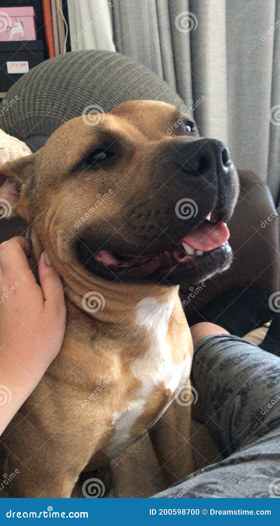 Cute dog being cute stock photo. Image of green, comfy - 200598700