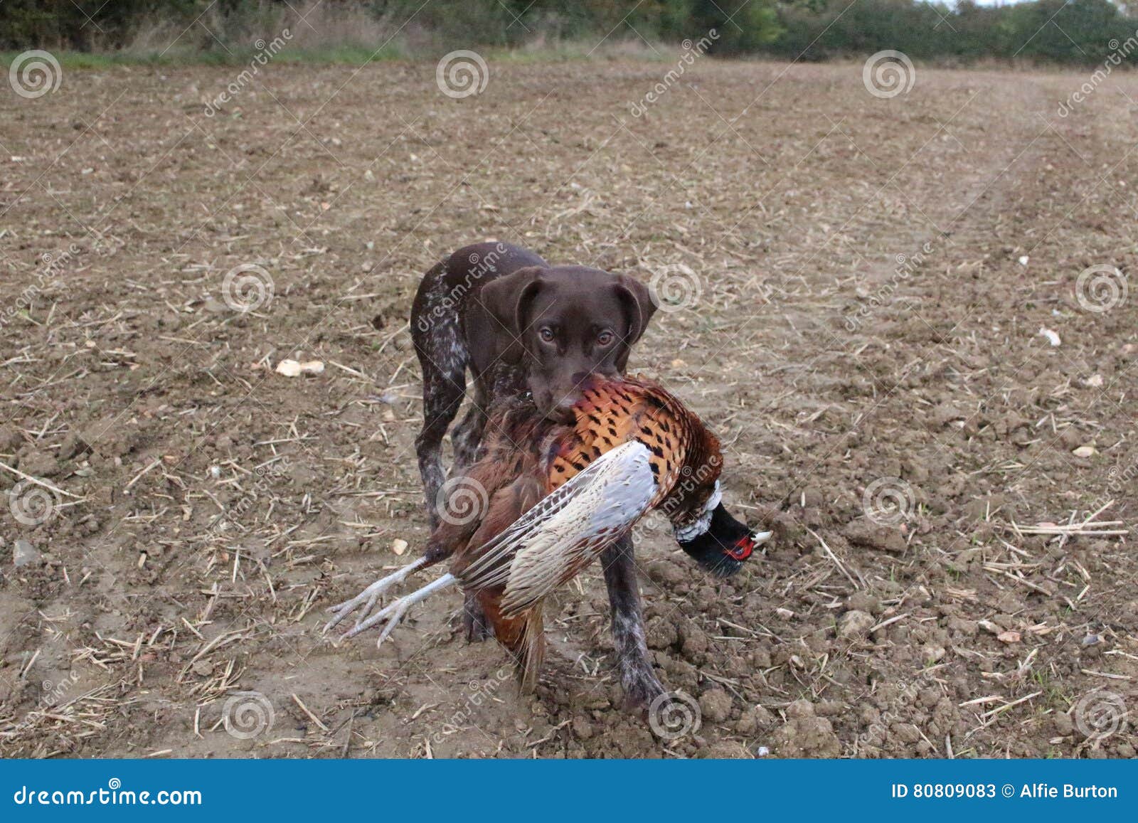 Bird Dog Images - Download 8,983 Royalty Free Photos - Page 5