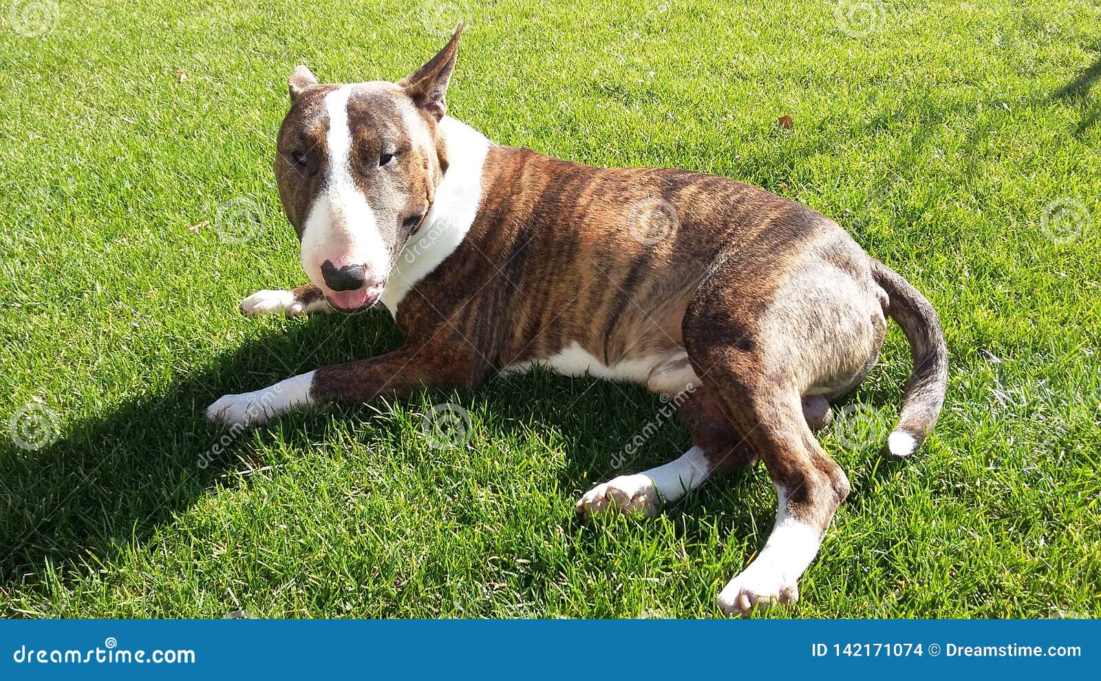 Cute Dog Brindle Bull Terrier Stock Photo - Image of terrier, enjoying ...
