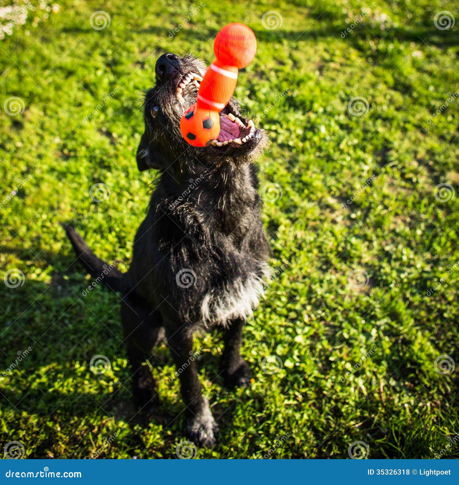Cute dog catching a toy stock photo. Image of domestic - 35326318