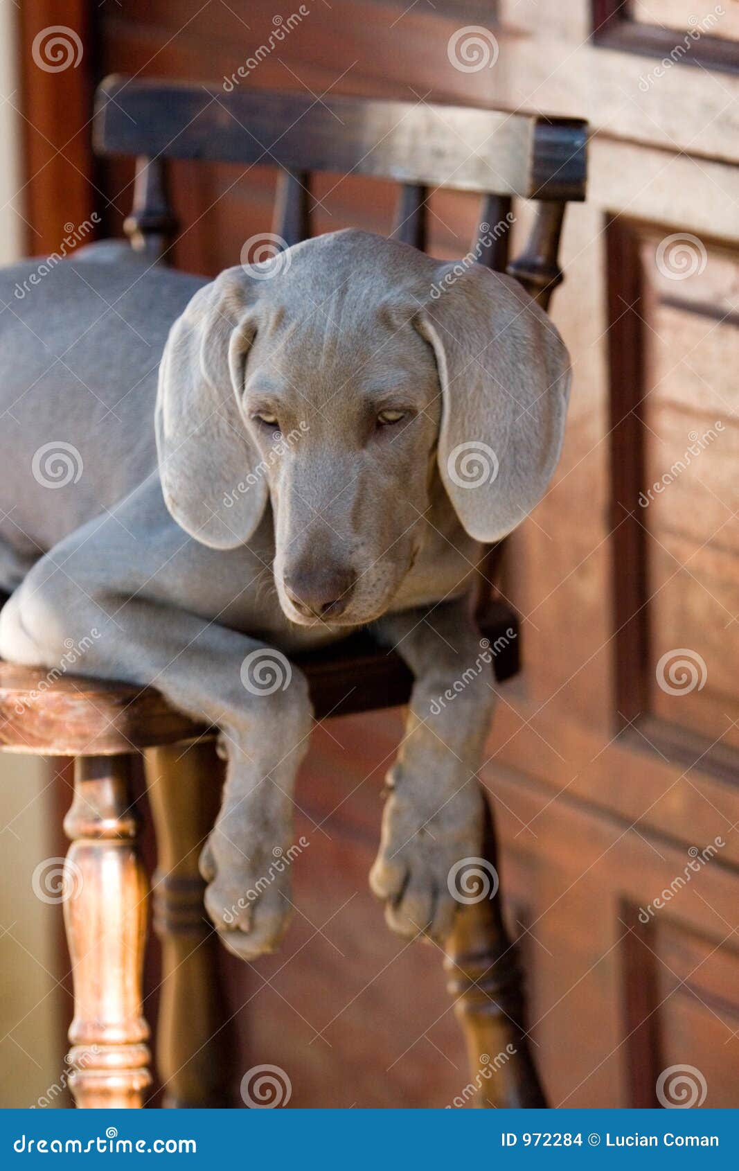 Cute dog on chair stock photo. Image of grey, canine, mammal - 972284