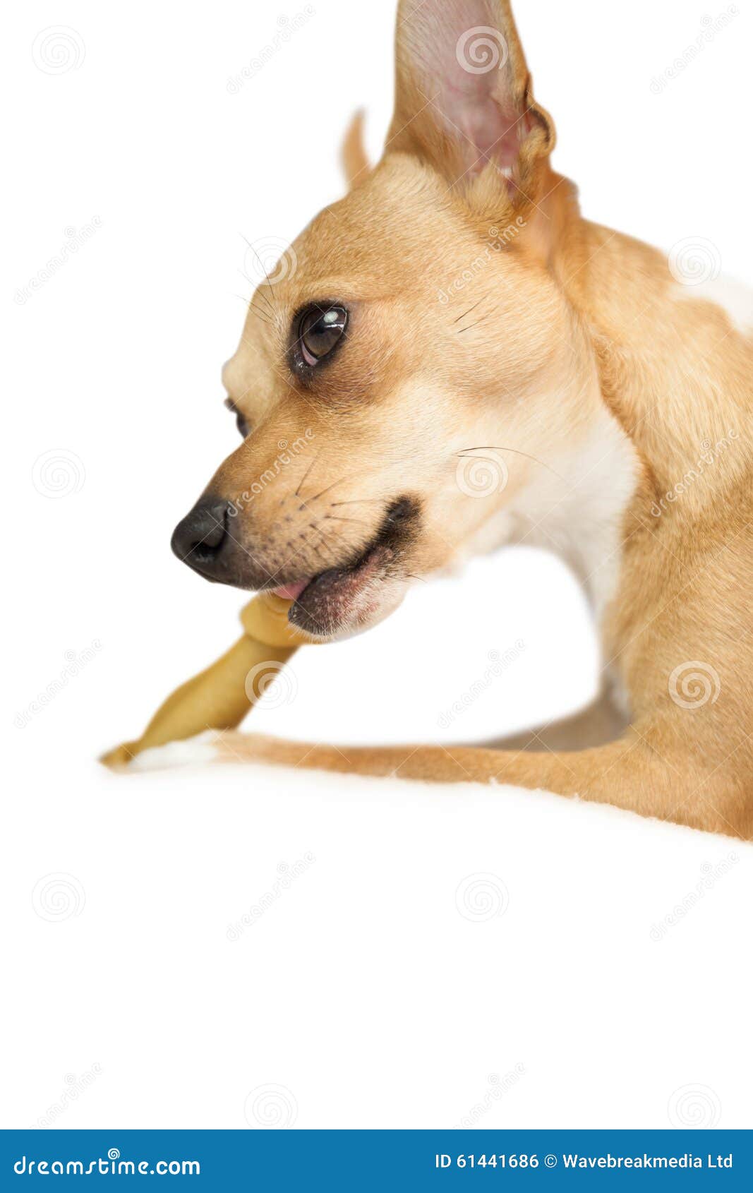 Cute dog chewing bone toy stock photo. Image of chewing - 61441686
