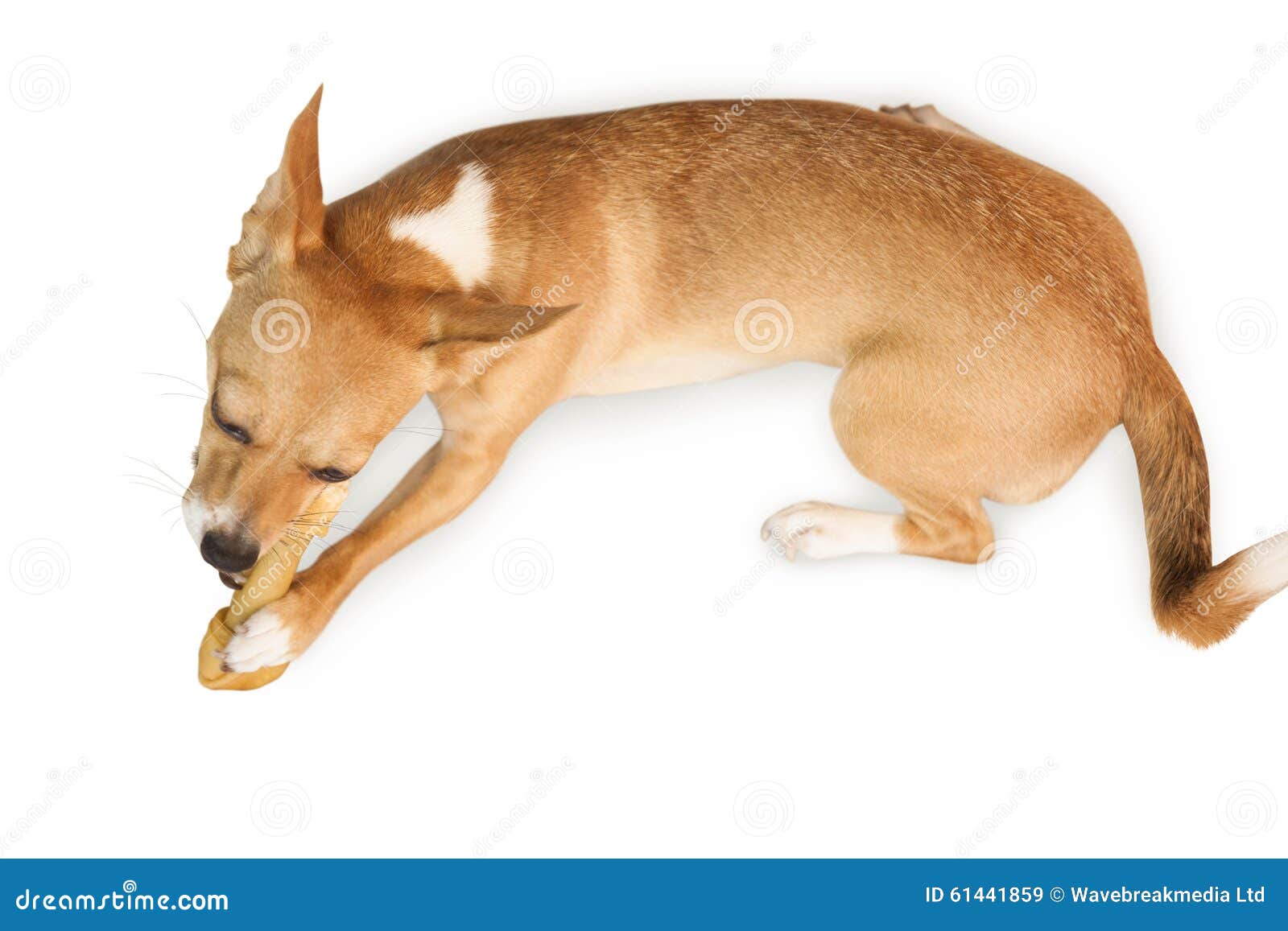Cute dog chewing bone toy stock image. Image of shot - 61441859