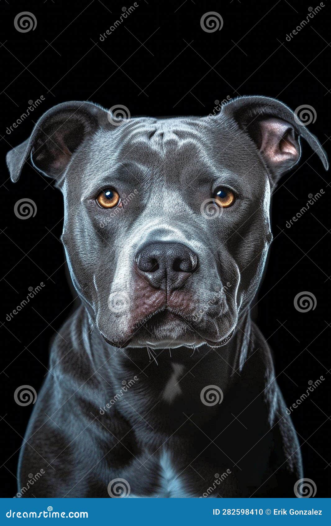 Cute Dog of the Colby Pibull Breed is Posing Stock Illustration ...