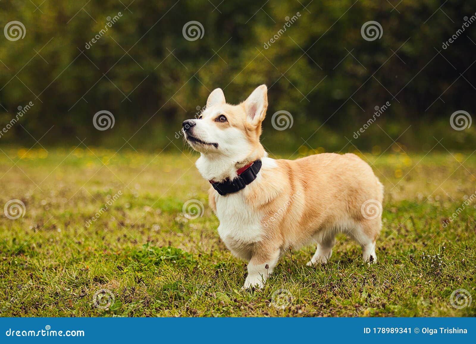 Cute Dog Corgi Running in the Parc Stock Image - Image of forest, grass ...