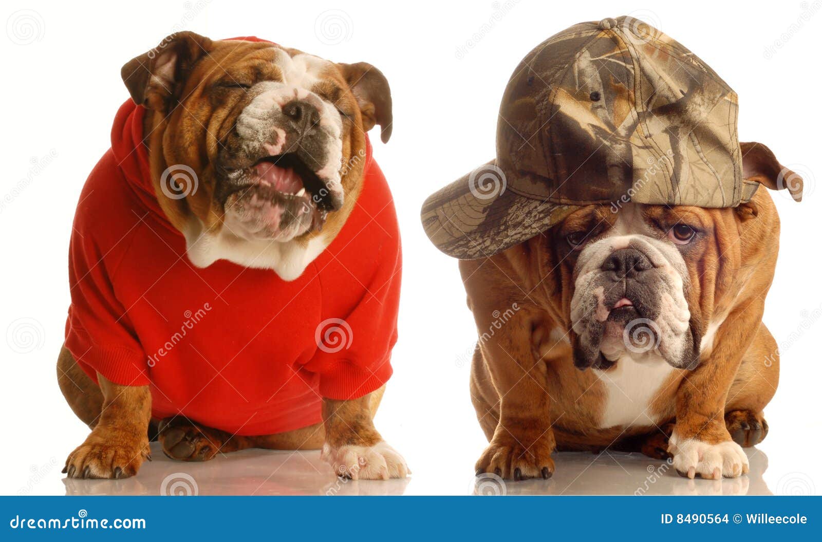 Cute dog couple stock photo. Image of bully, bullied, happy - 8490564
