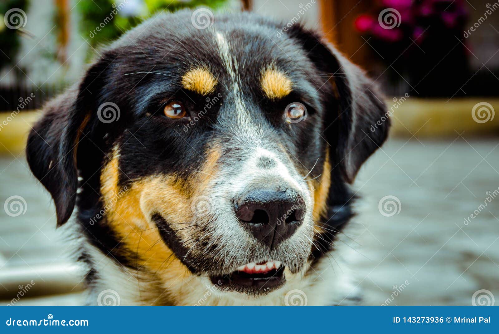 Cute and Curious Dog stock photo. Image of beautiful - 143273936