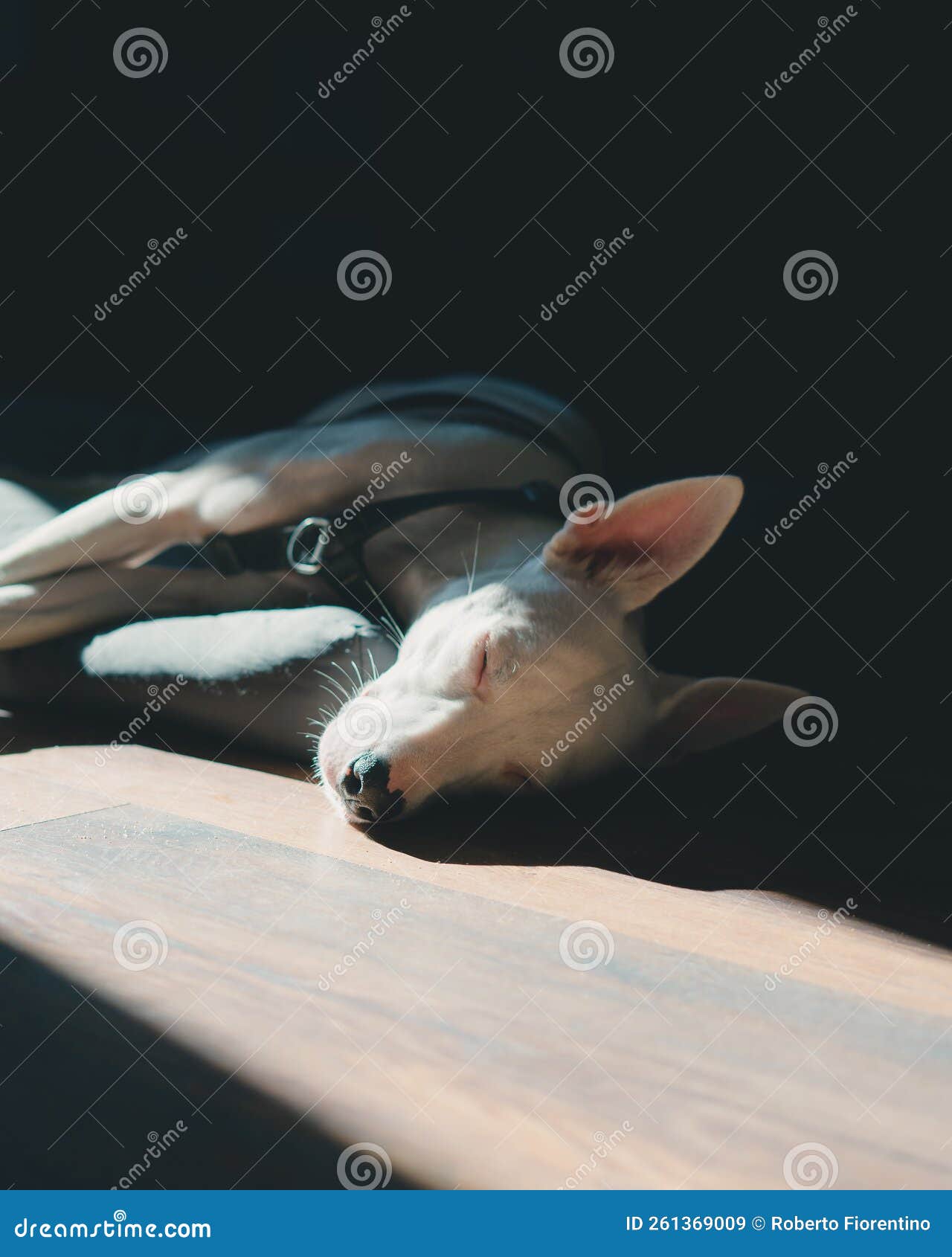Cute dog deep sleeping stock image. Image of breed, baby - 261369009