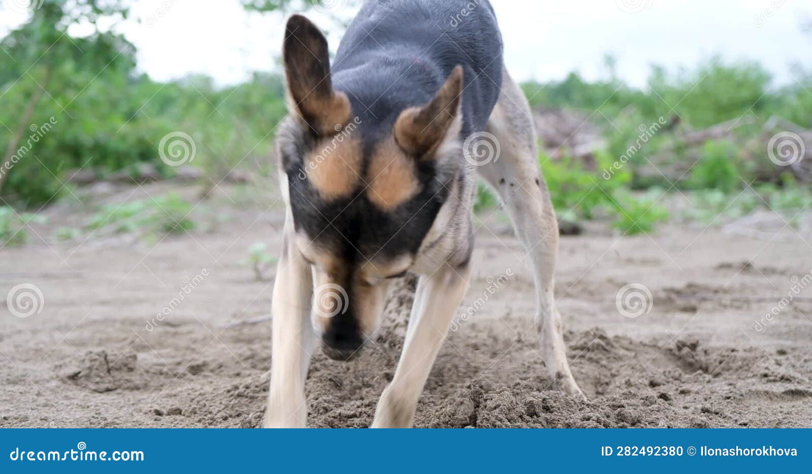 Cute Dog Digging Hole in Sand, Walking Outdoors Stock Footage - Video ...