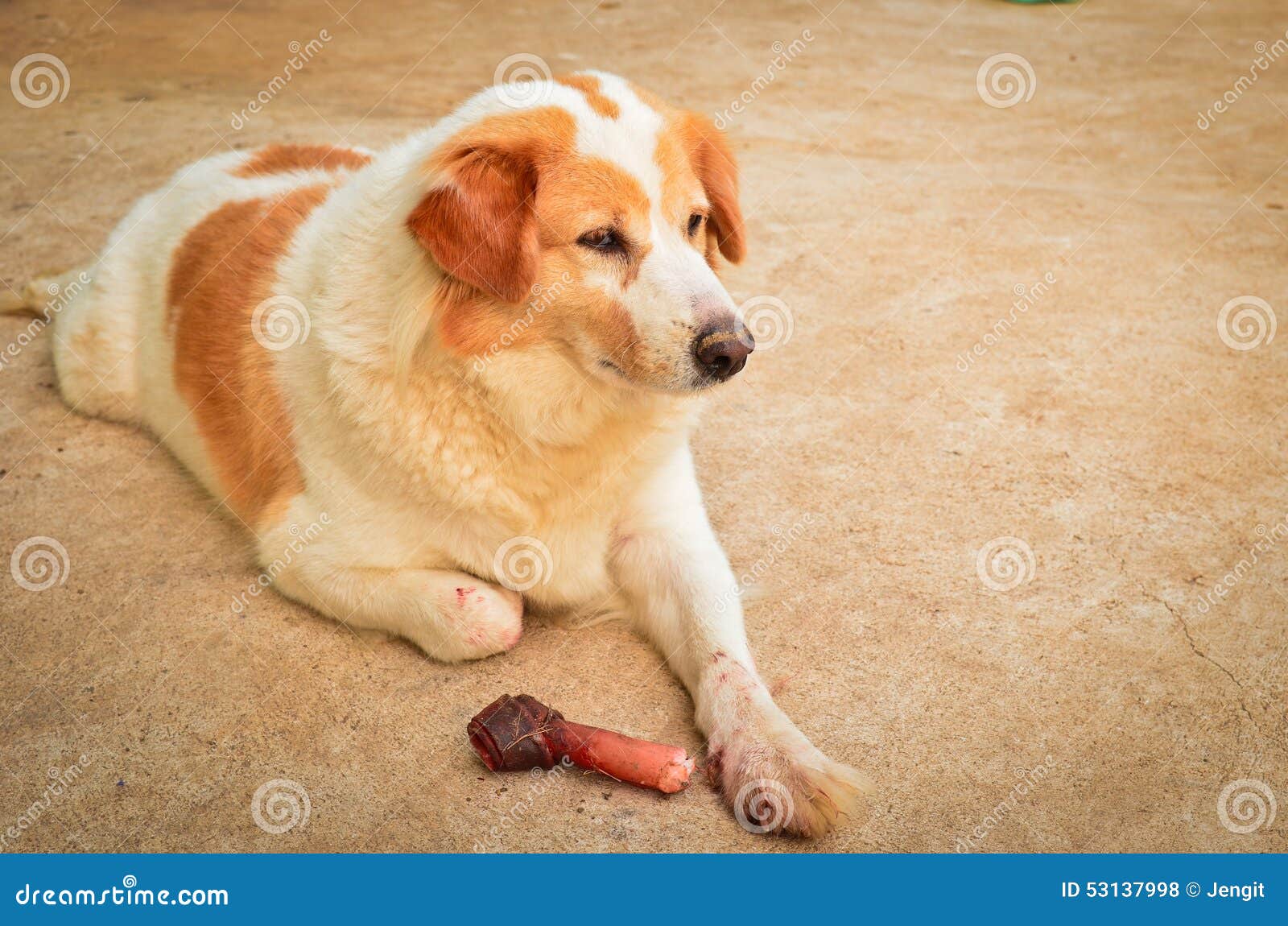Cute dog eating bone stock photo. Image of behavior, biting - 53137998