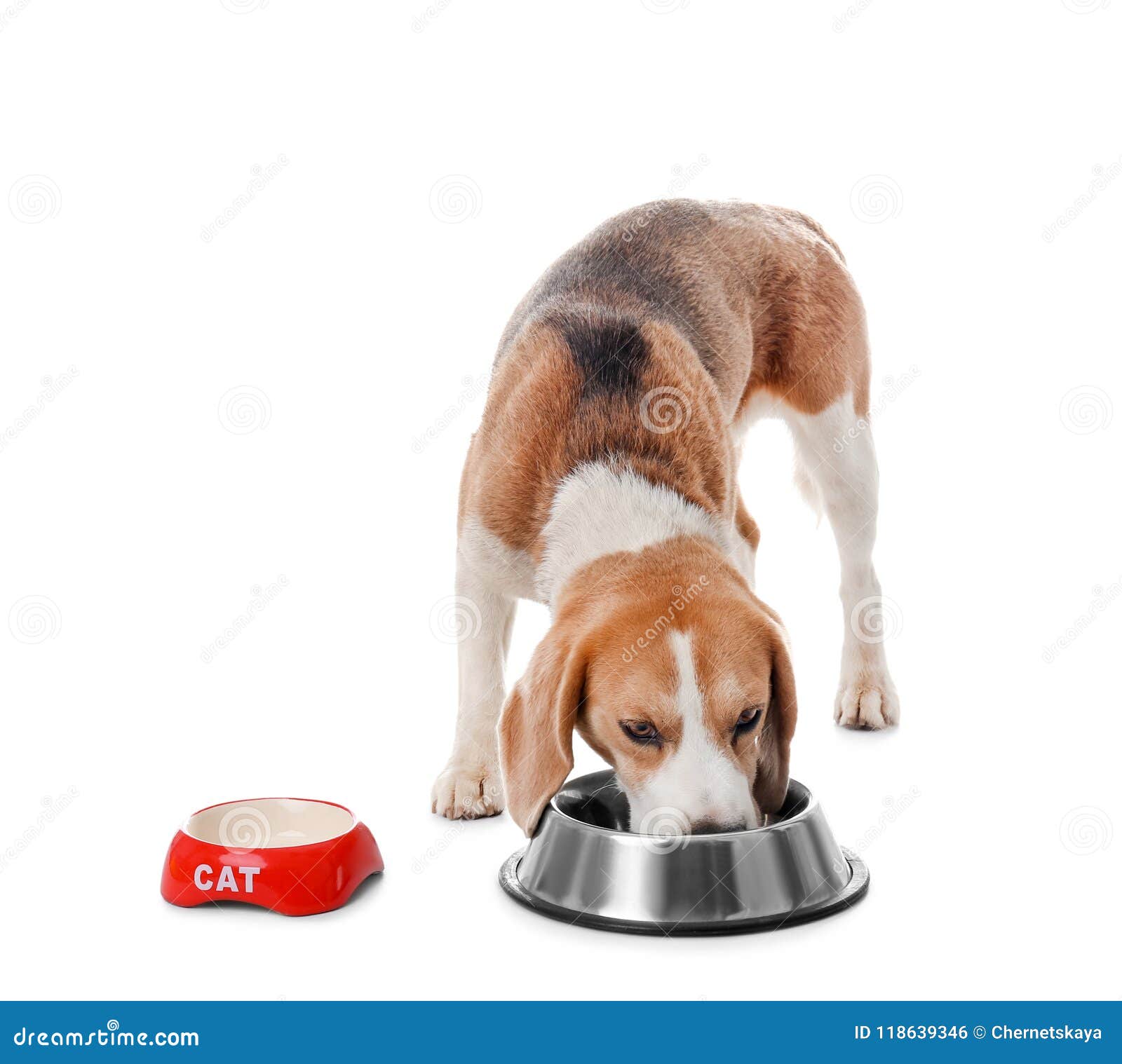 Cute dog eating from bowl stock photo. Image of fluffy - 118639346