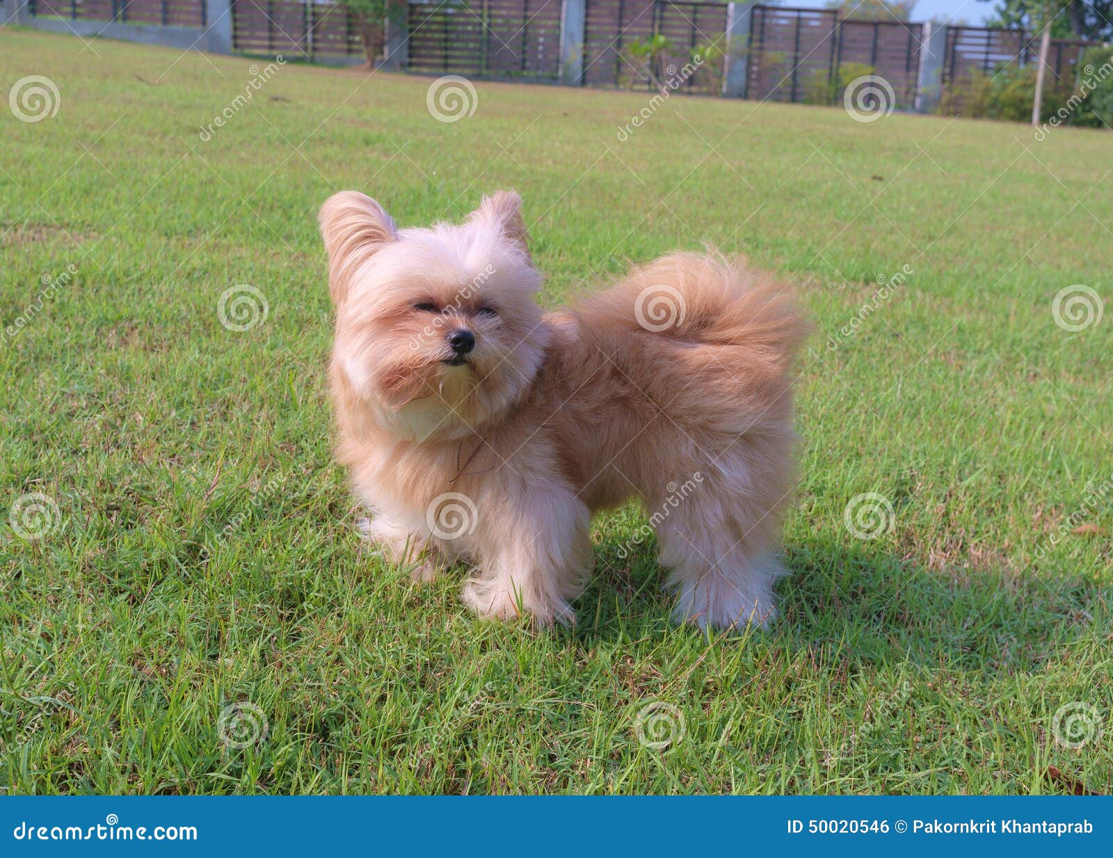 Cute Dog Enjoy Windy stock photo. Image of beauty, landscape - 50020546