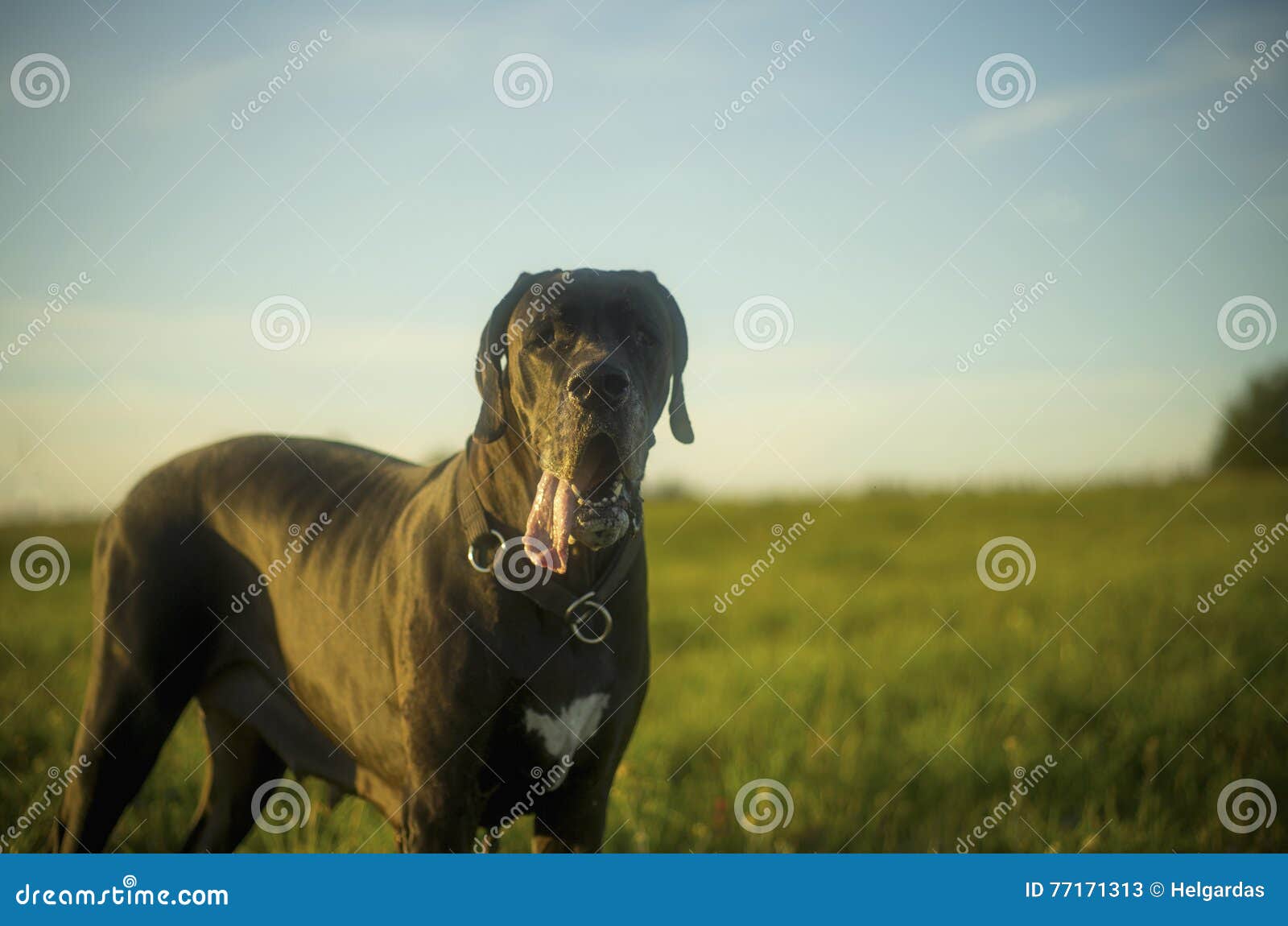 Cute Dog in the Evening Meadow Stock Image - Image of beautuful, warm ...