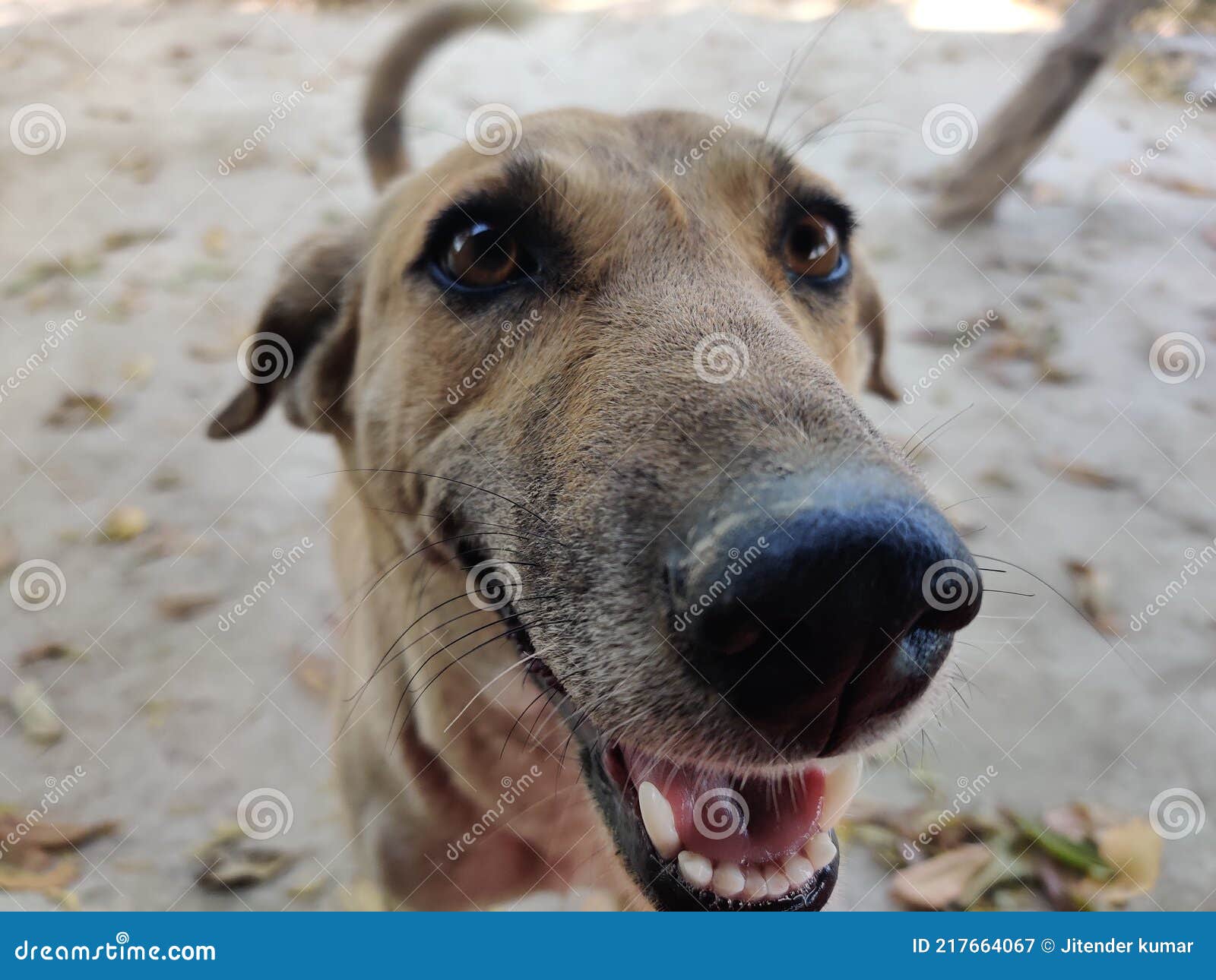 Cute dog face stock image. Image of cute, hound, mammal - 217664067