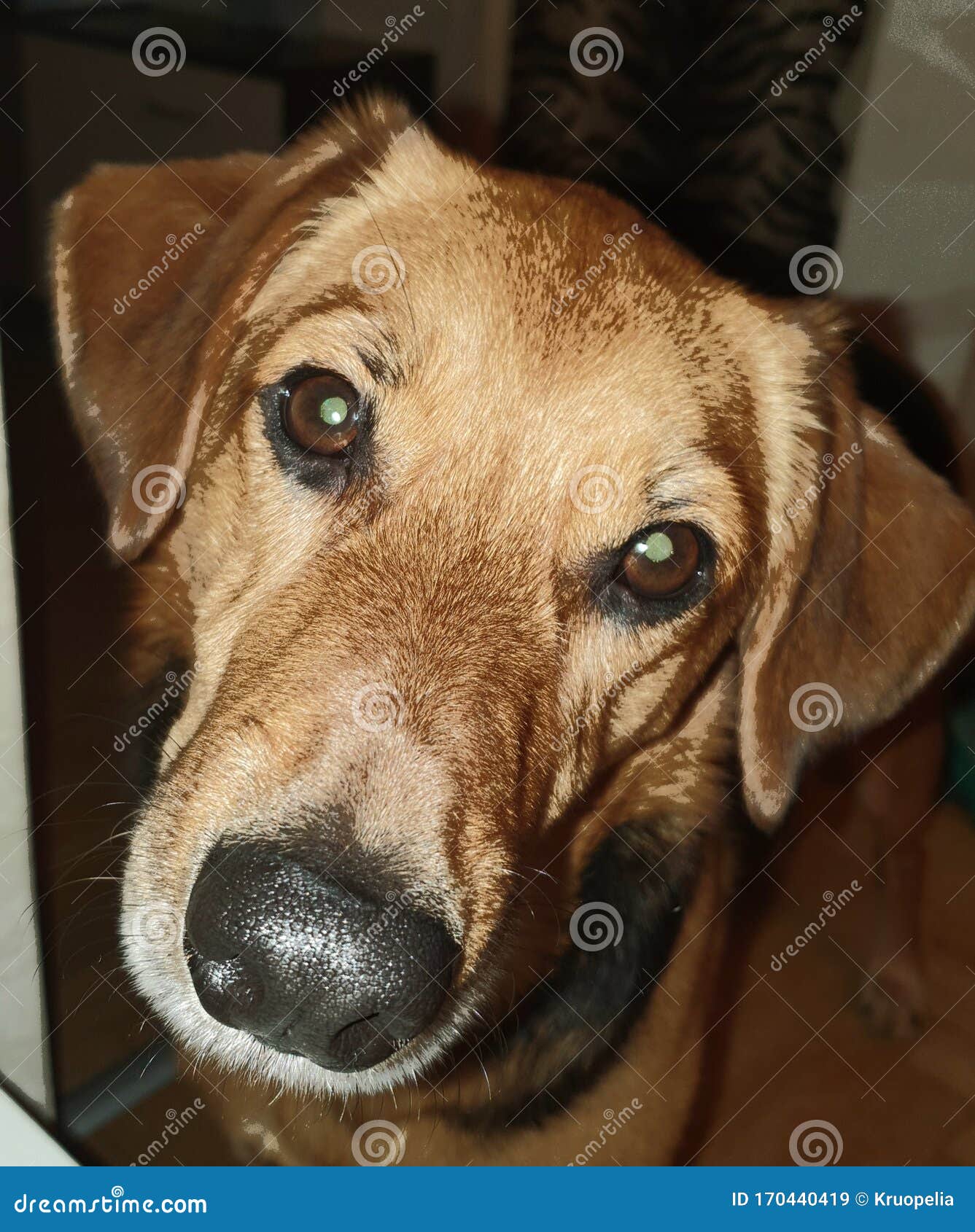 Dog face stock image. Image of brown, cute, face, flap - 170440419