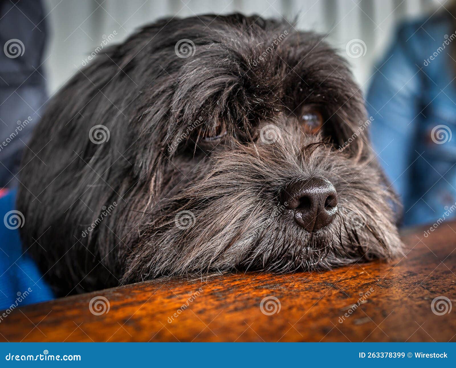Cute dog face on the table stock image. Image of surface - 263378399