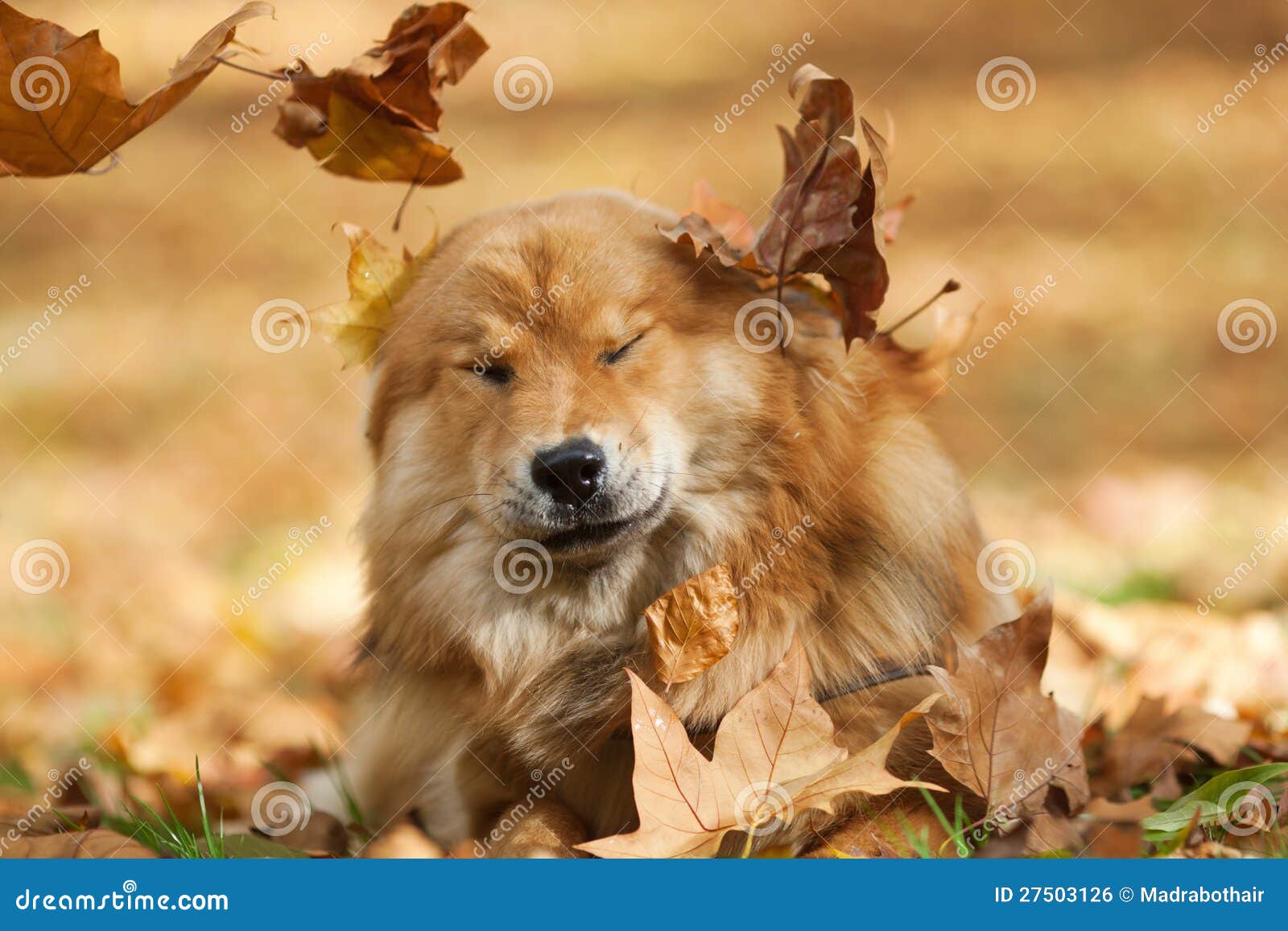 Cute Dog between Falling Leaves Stock Photo - Image of eyes, fall: 27503126