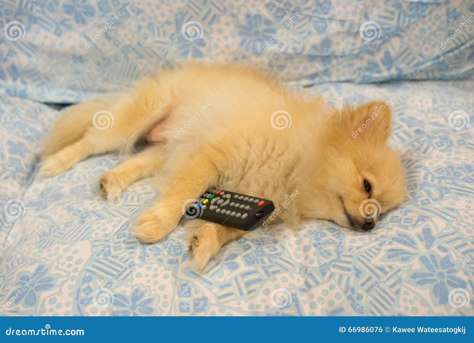 Cute Dog Fell Asleep because TV is Boring Stock Photo - Image of puppy ...