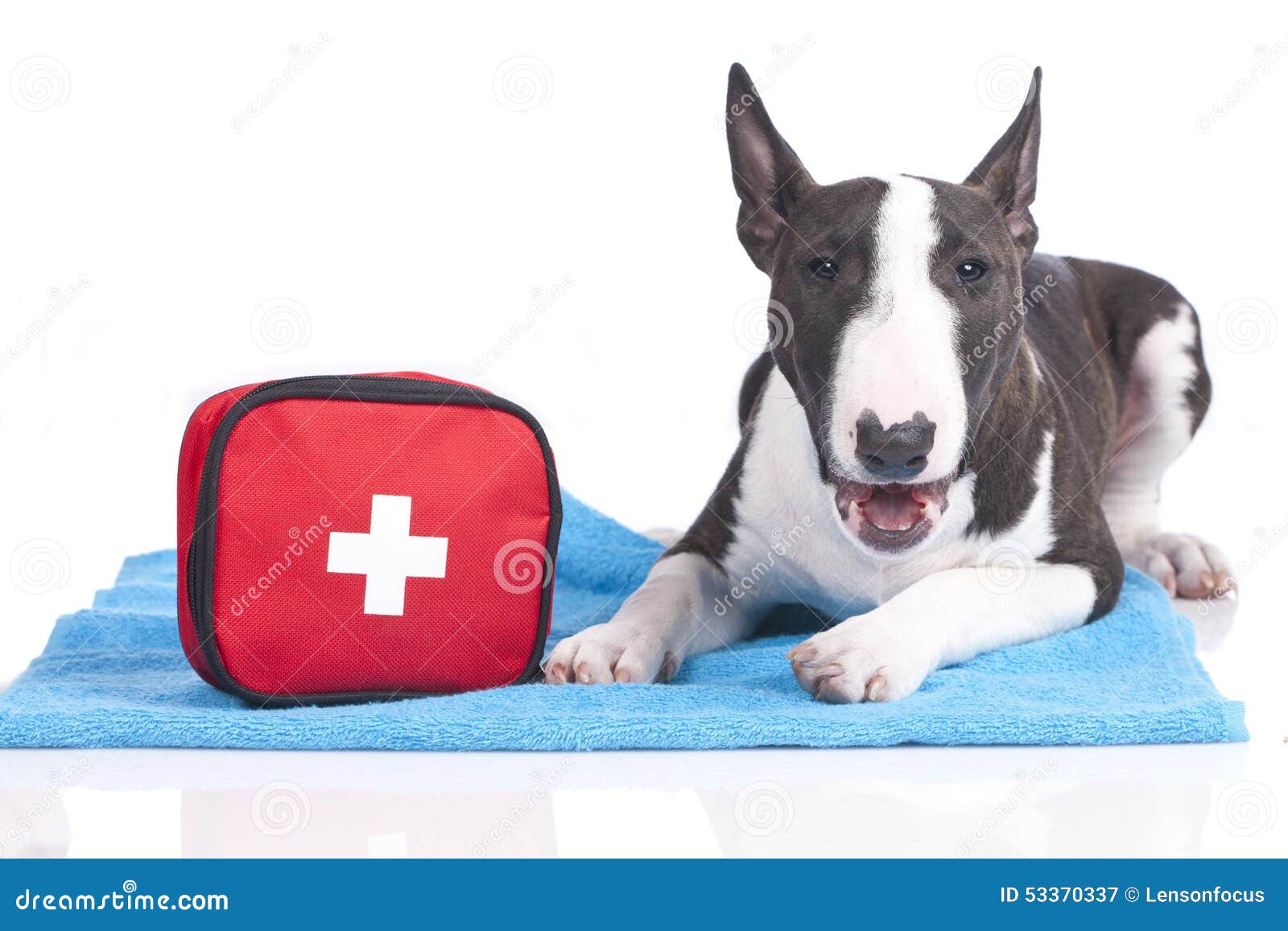 Cute Dog with First Aid Kit Stock Image - Image of lying, doctor: 53370337