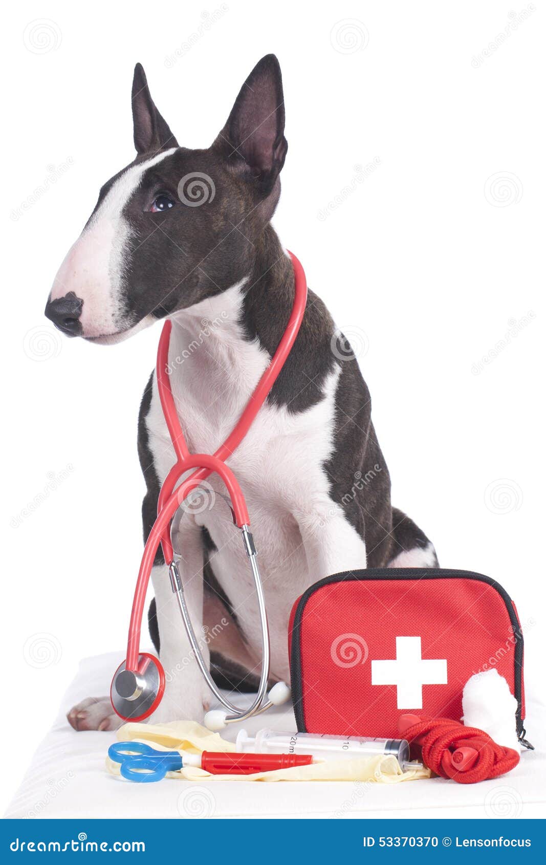 Cute Dog with First Aid Kit Stock Photo - Image of sick, bullterrier ...